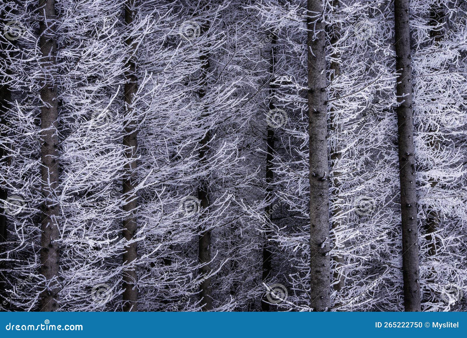 Spruce trees in winter stock photo. Image of snow, outdoor - 265222750
