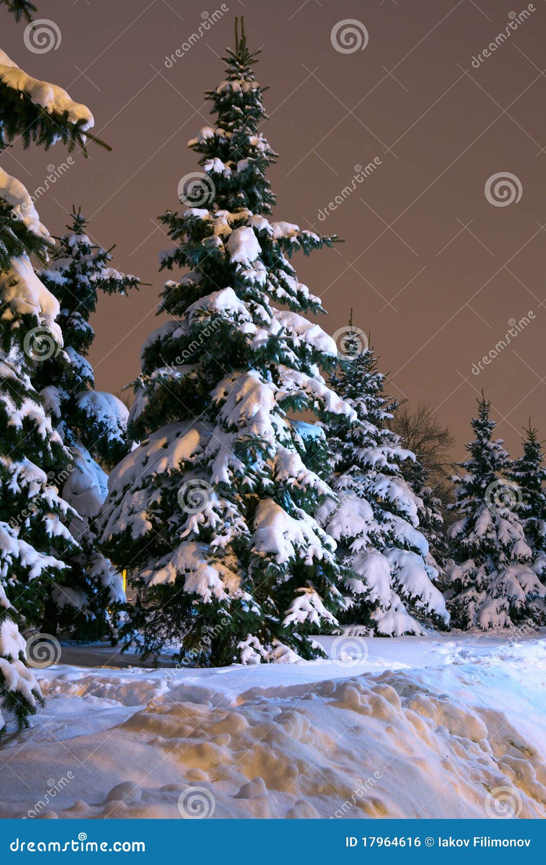 Spruce Trees at Winter Park Stock Photo - Image of park, spruce: 17964616