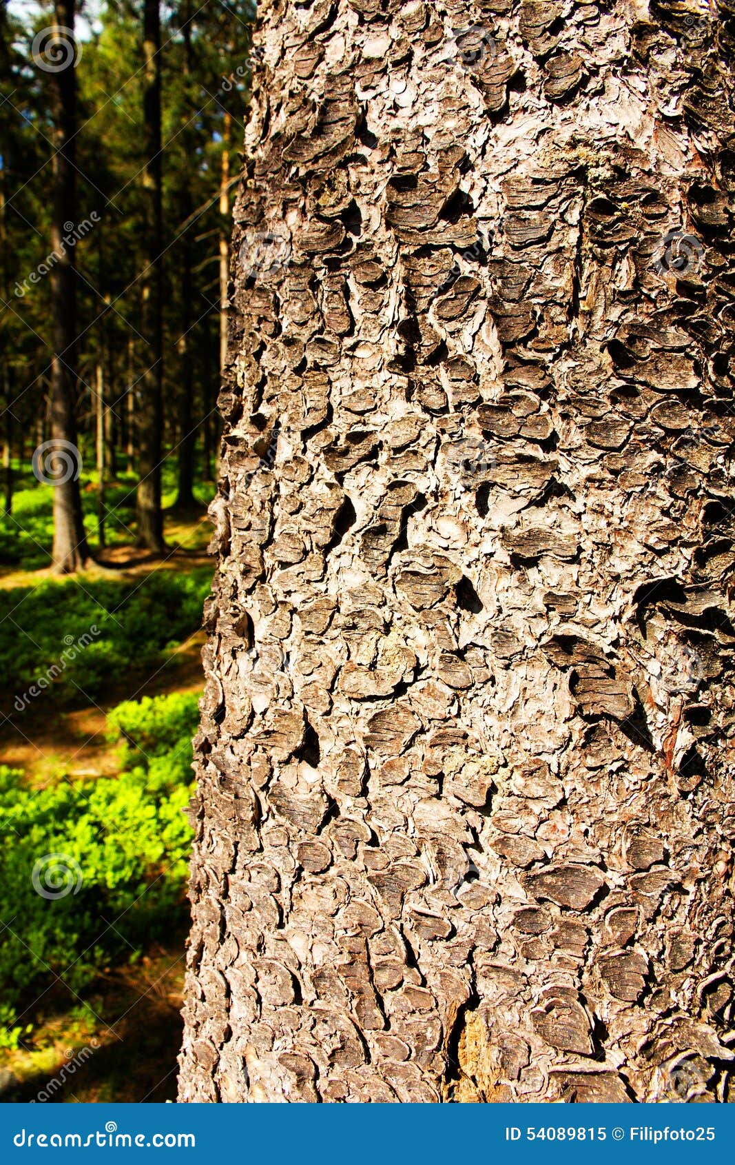 Spruce trunk stock image. Image of landscape, fairy, mystery - 54089815