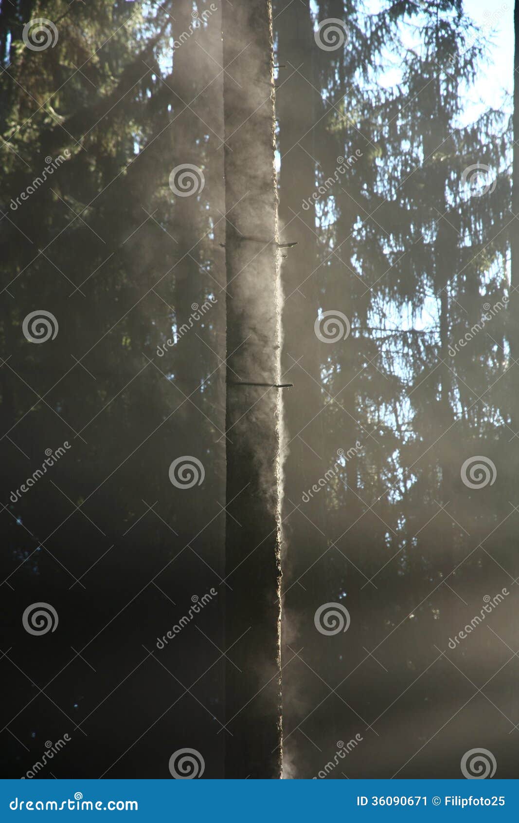 Spruce trunk stock image. Image of wood, sunrise, plants - 36090671