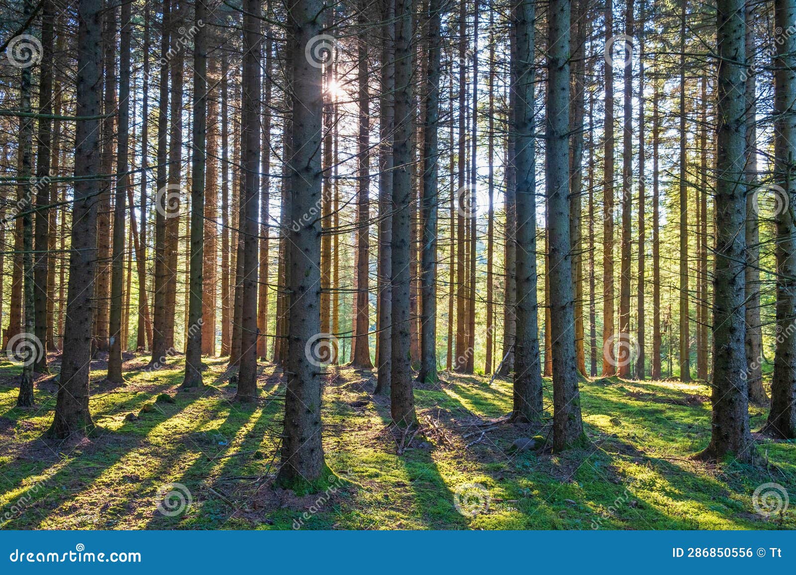 Log Spruce Trunks Pile. Sawn Trees From The Forest. Logging Timber Wood ...