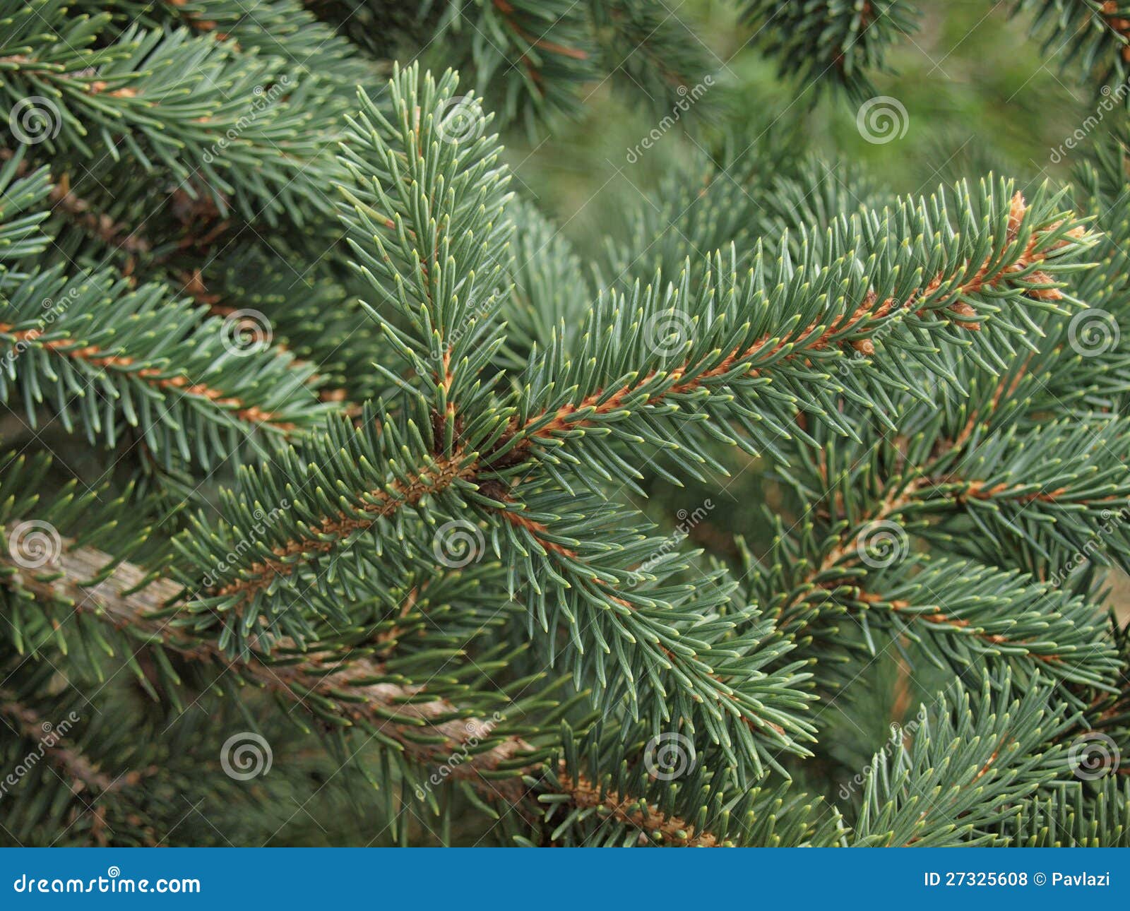 Spruce twig stock photo. Image of prickle, environment - 27325608