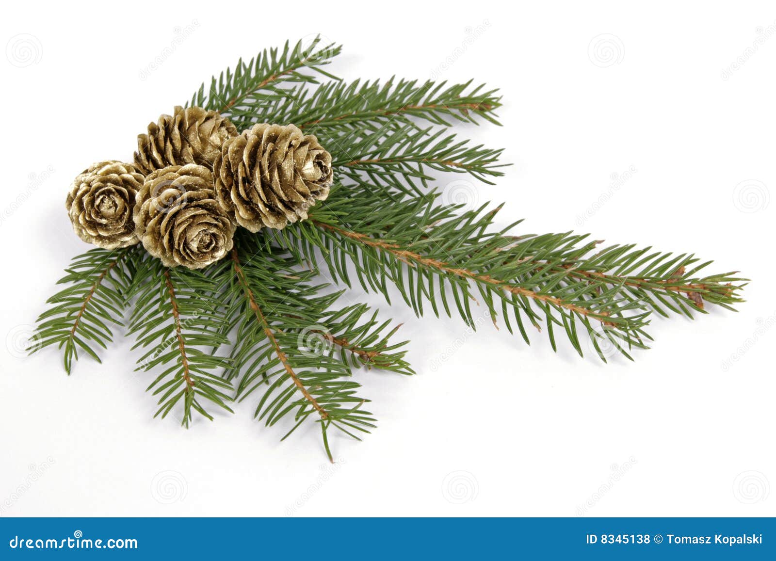 Spruce twig stock photo. Image of spruce, forest, tree - 8345138