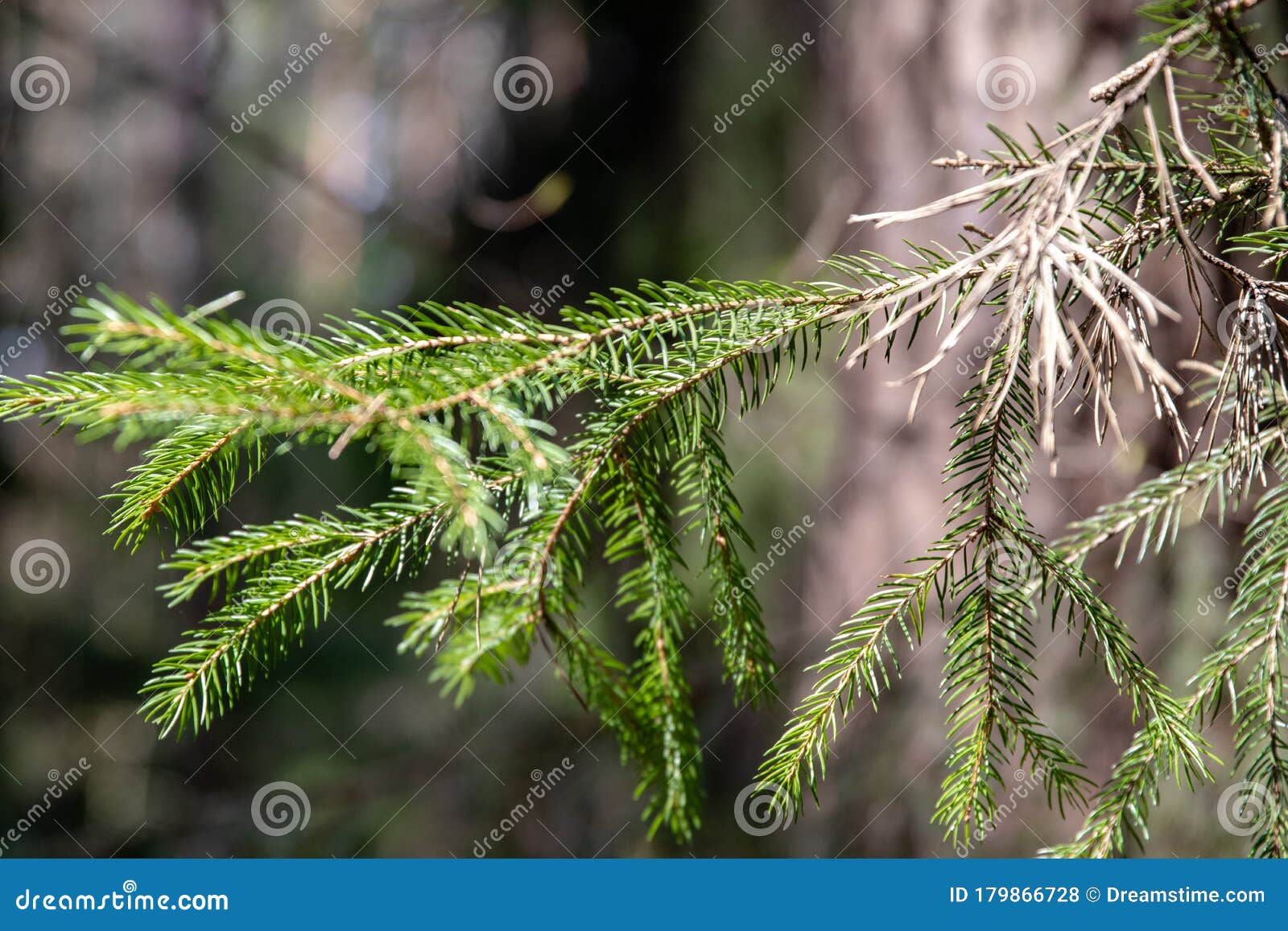 Spruce twig in the forest stock photo. Image of spring - 179866728