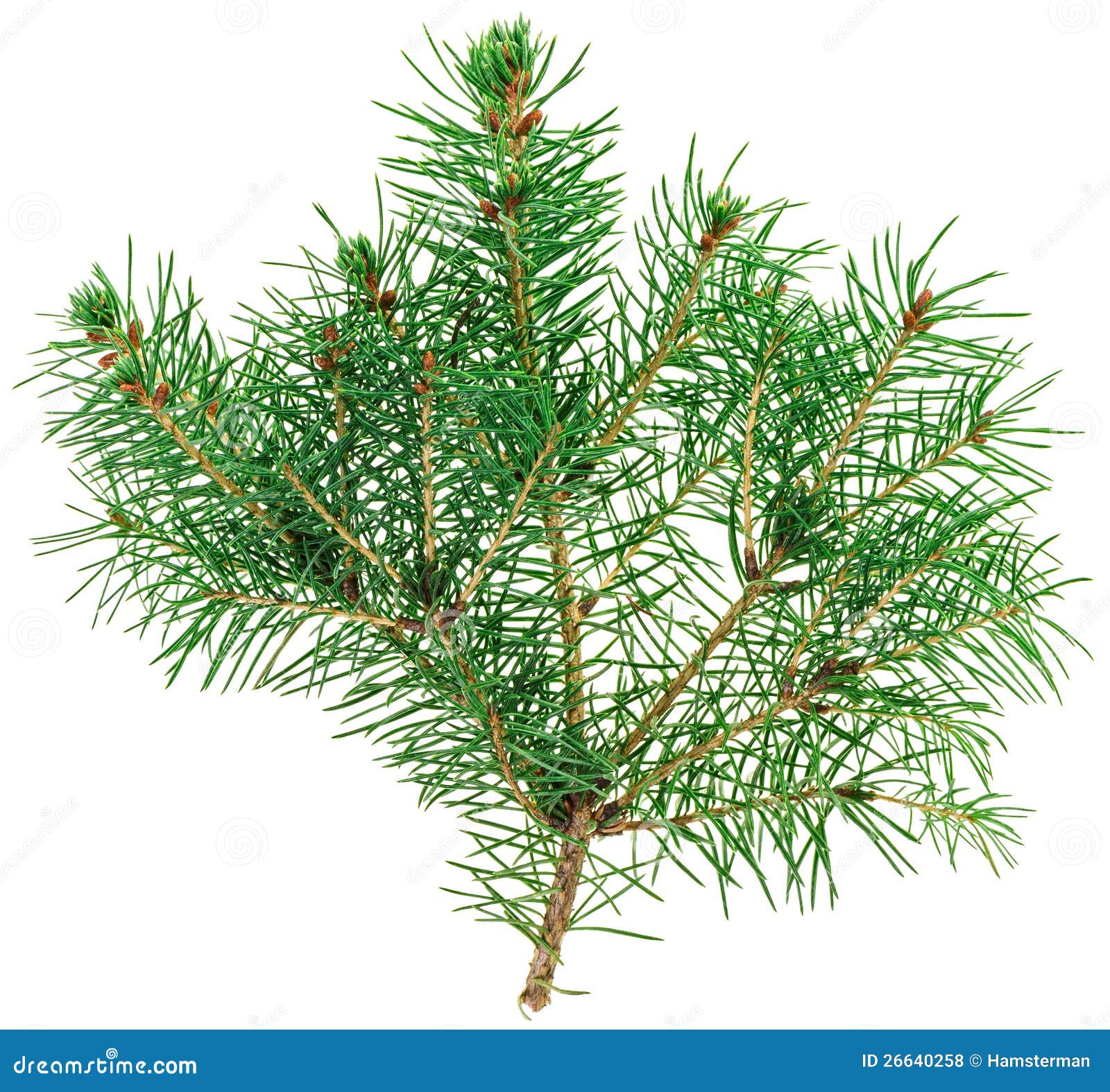 Spruce Twig Isolated on White Stock Photo - Image of herbarium, twig ...