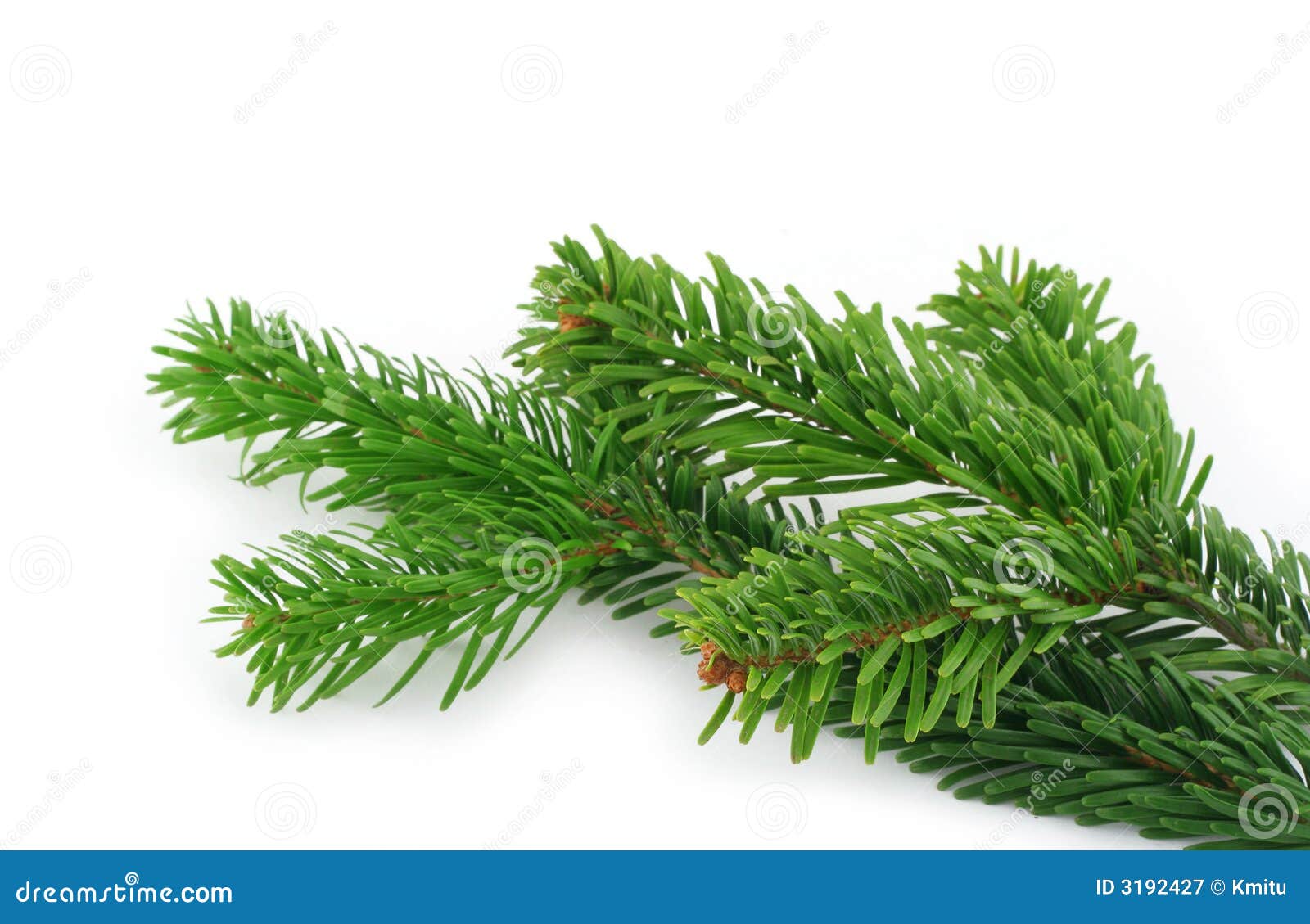 Spruce twig on white stock image. Image of detail, pine - 3192427