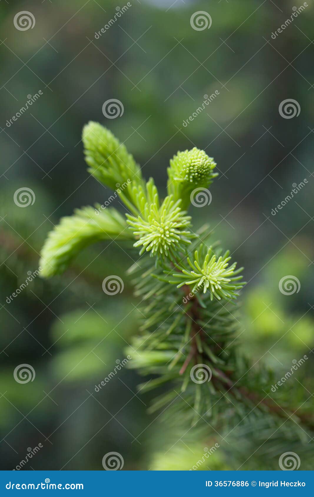 Spruce twig stock photo. Image of burgeon, conifer, springtime - 36576886