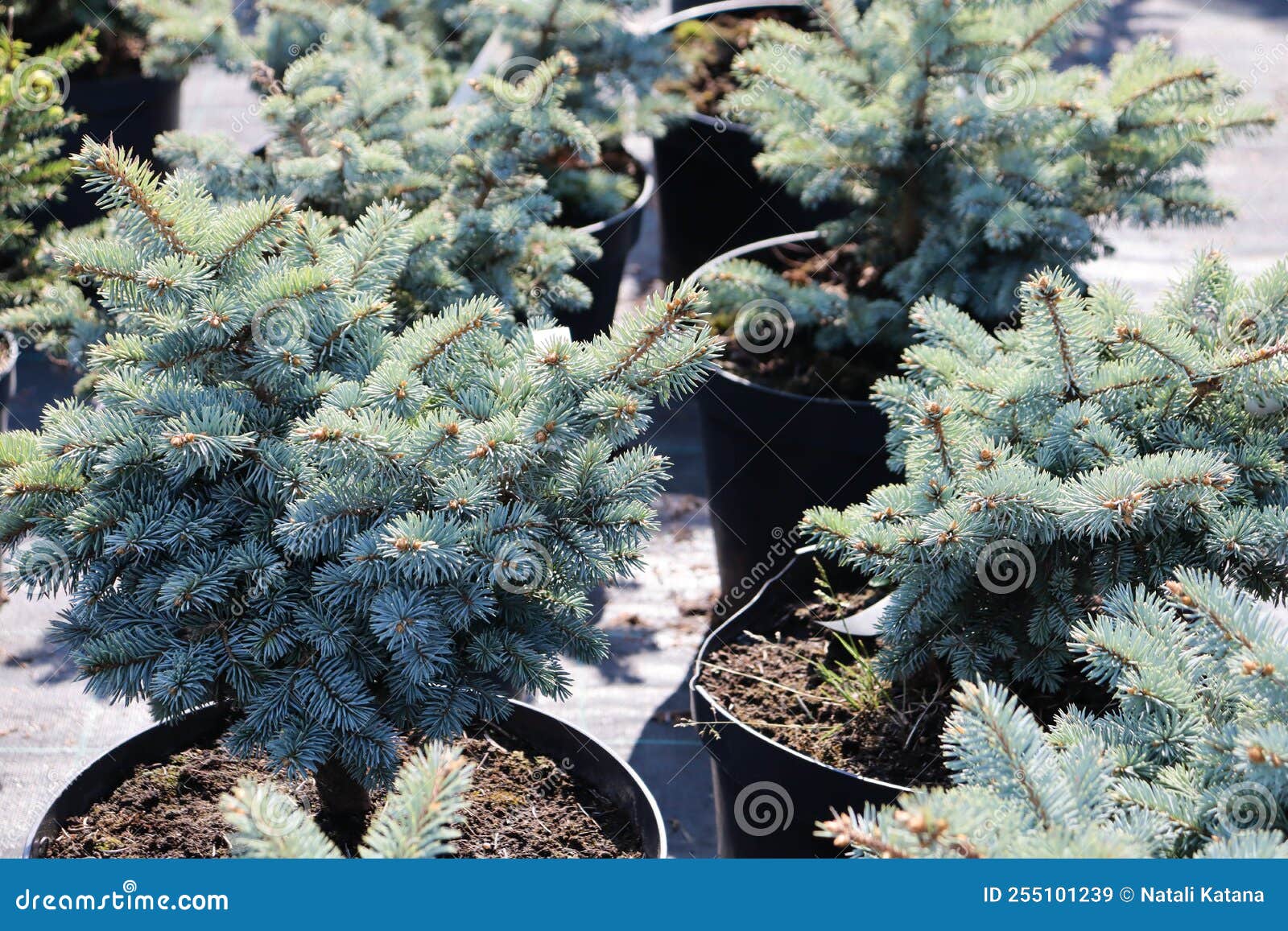 Spruce varieties stock image. Image of green, bouquet - 255101239