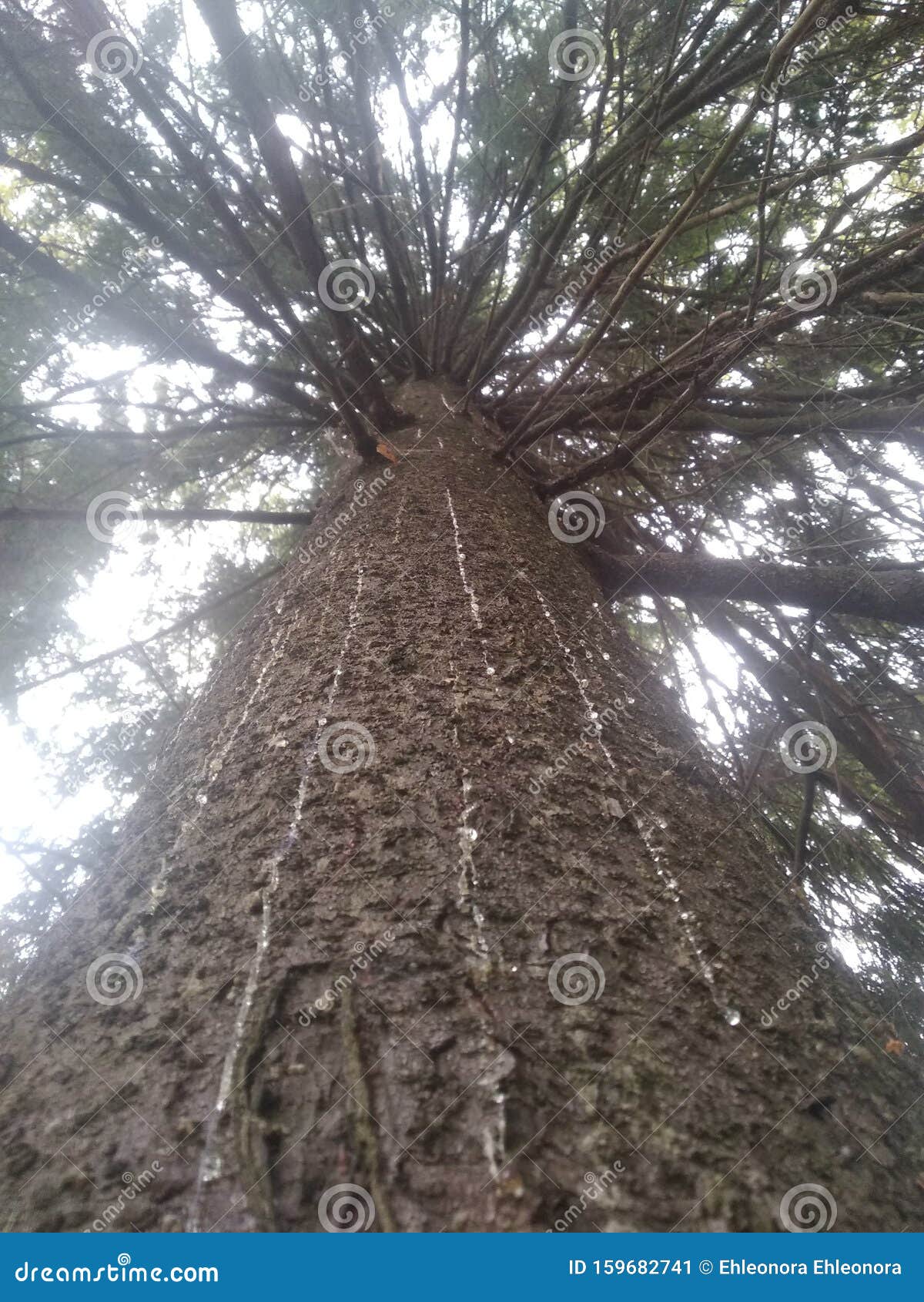 Spruce stock image. Image of forest, tear, spruce, tree - 159682741