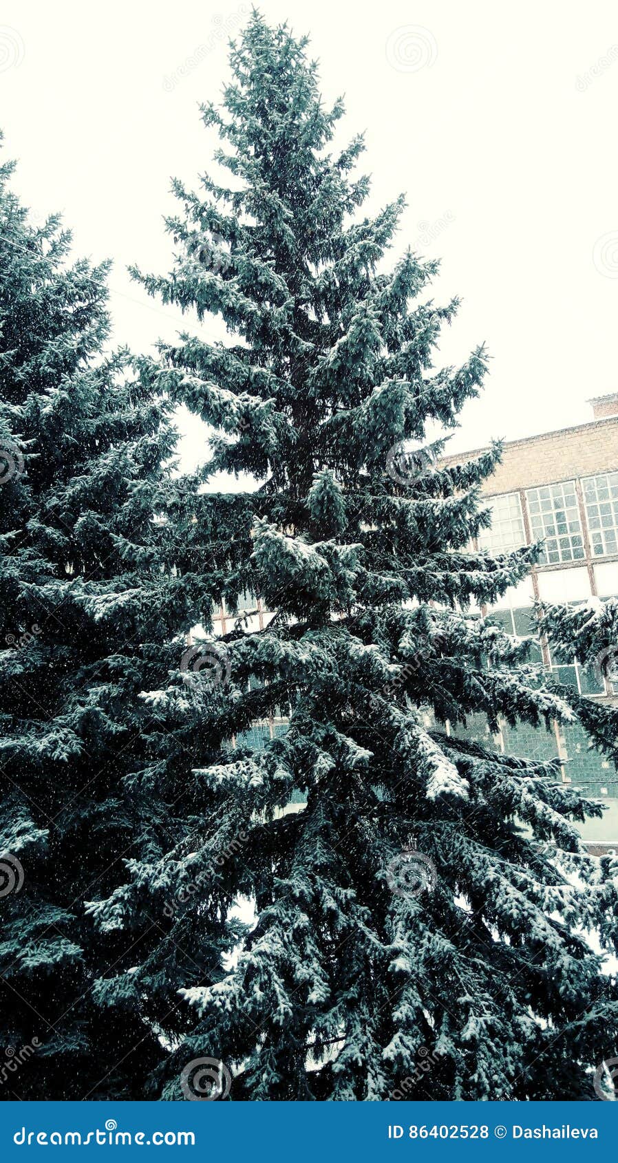 Spruce winter stock photo. Image of tree, cold, snow - 86402528