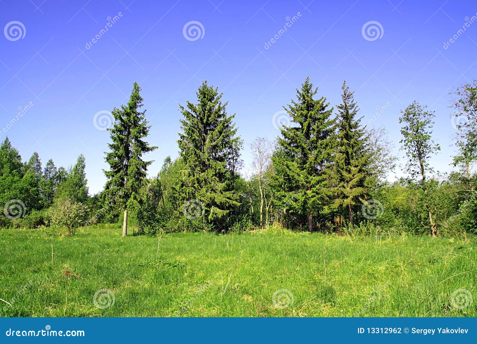 Spruce Wood On The Background Royalty-Free Stock Photography ...