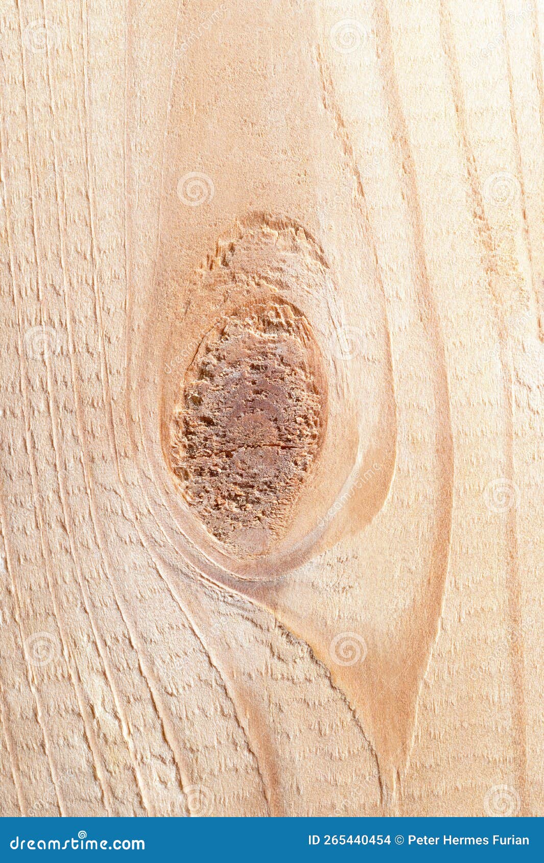 Spruce Board with Branch, Tendon Cut, Parallel To His Longitudinal Axis ...