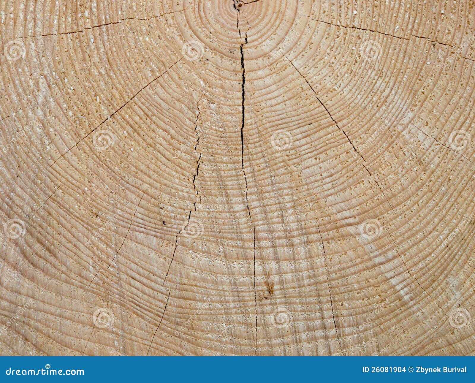 Spruce Wood with Tree-rings Stock Photo - Image of material, spruce ...