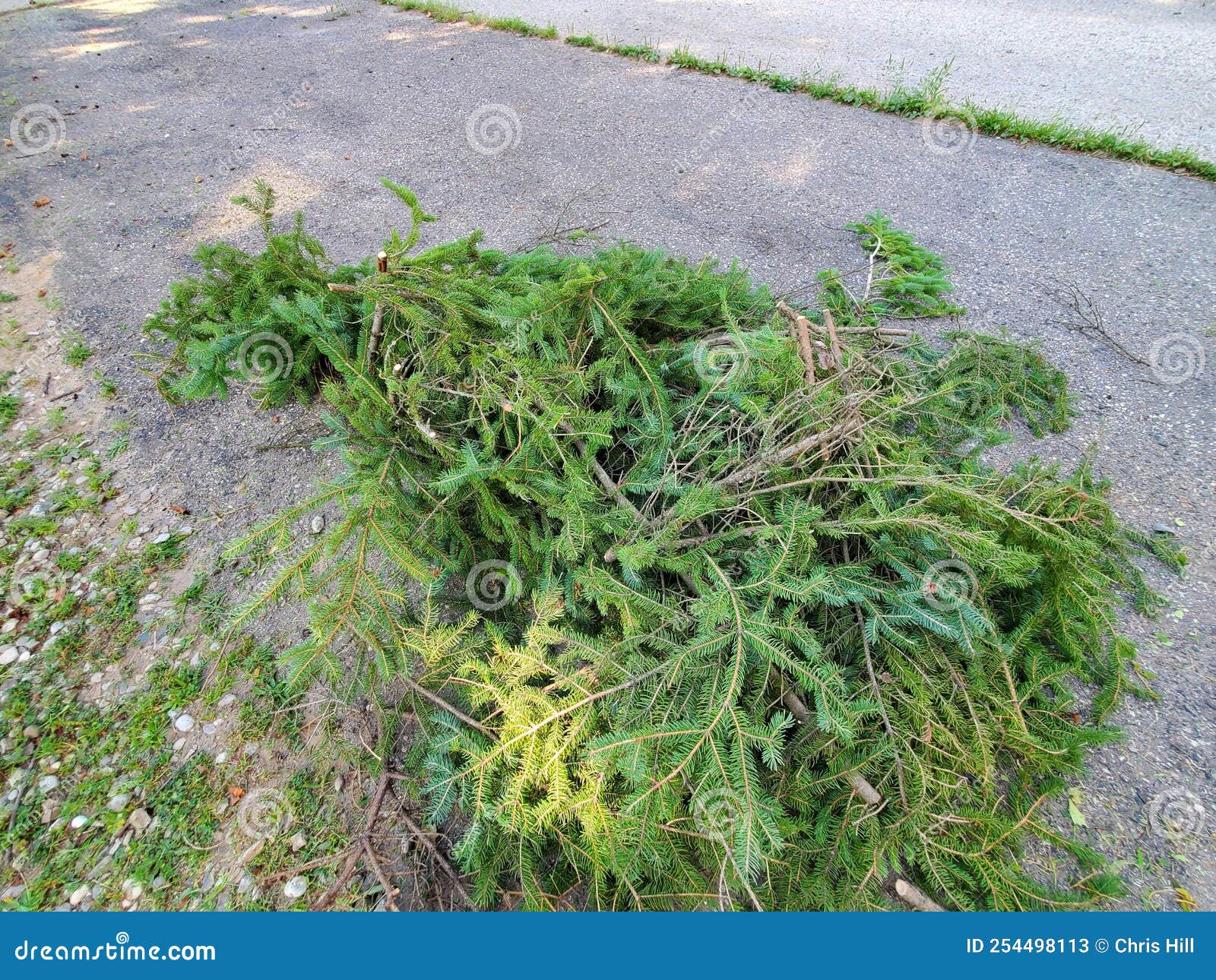 Spruce Yard Waste stock image. Image of needles, waste - 254498113