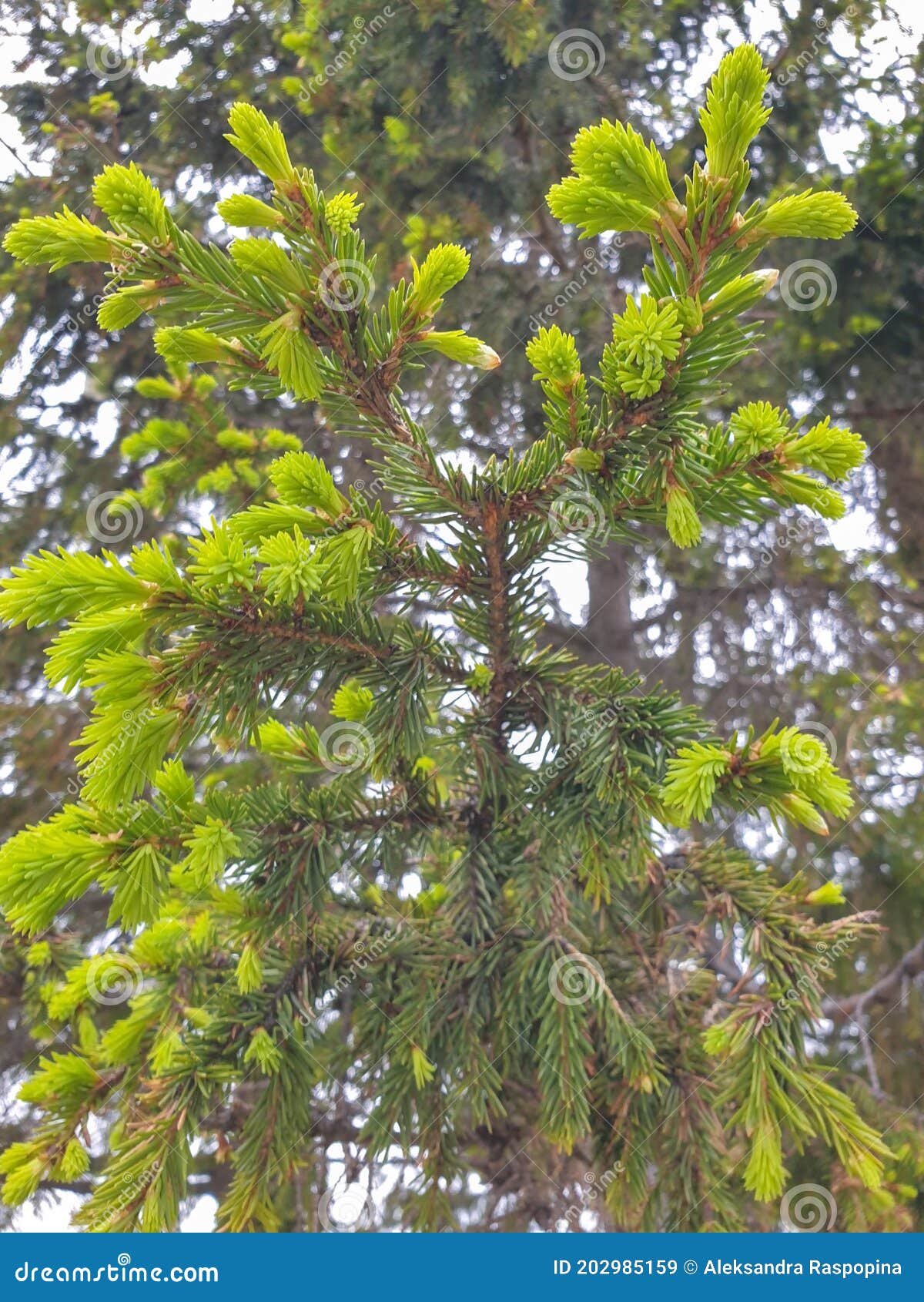 Spruce. Young Needles on a Tree Branch Stock Image - Image of soft ...