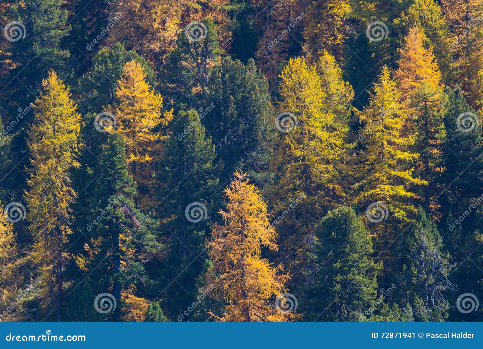 Spruces in autumn stock image. Image of multicolored - 72871941