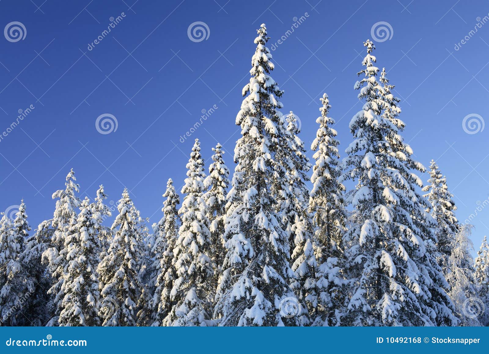 Spruces forest stock photo. Image of trees, snowy, landscape - 10492168