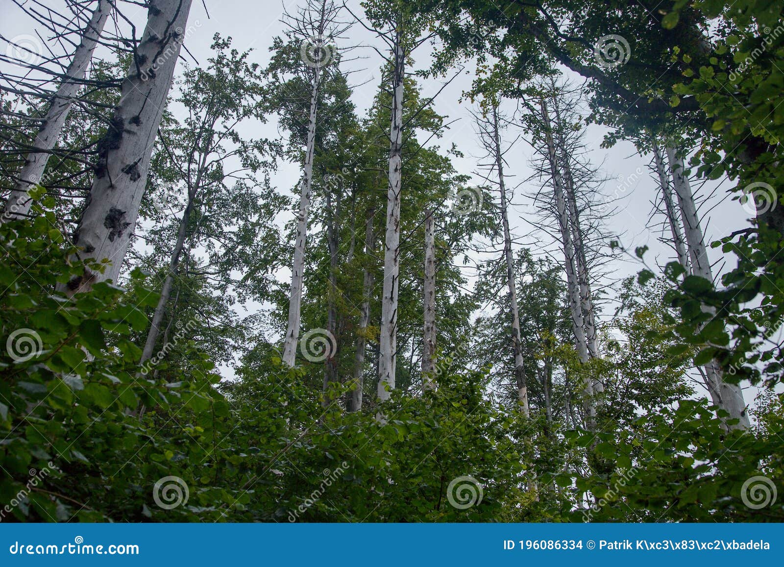 Dead Spruce Trees in the Mixture Forest Under Temes Rock, Slovakia ...