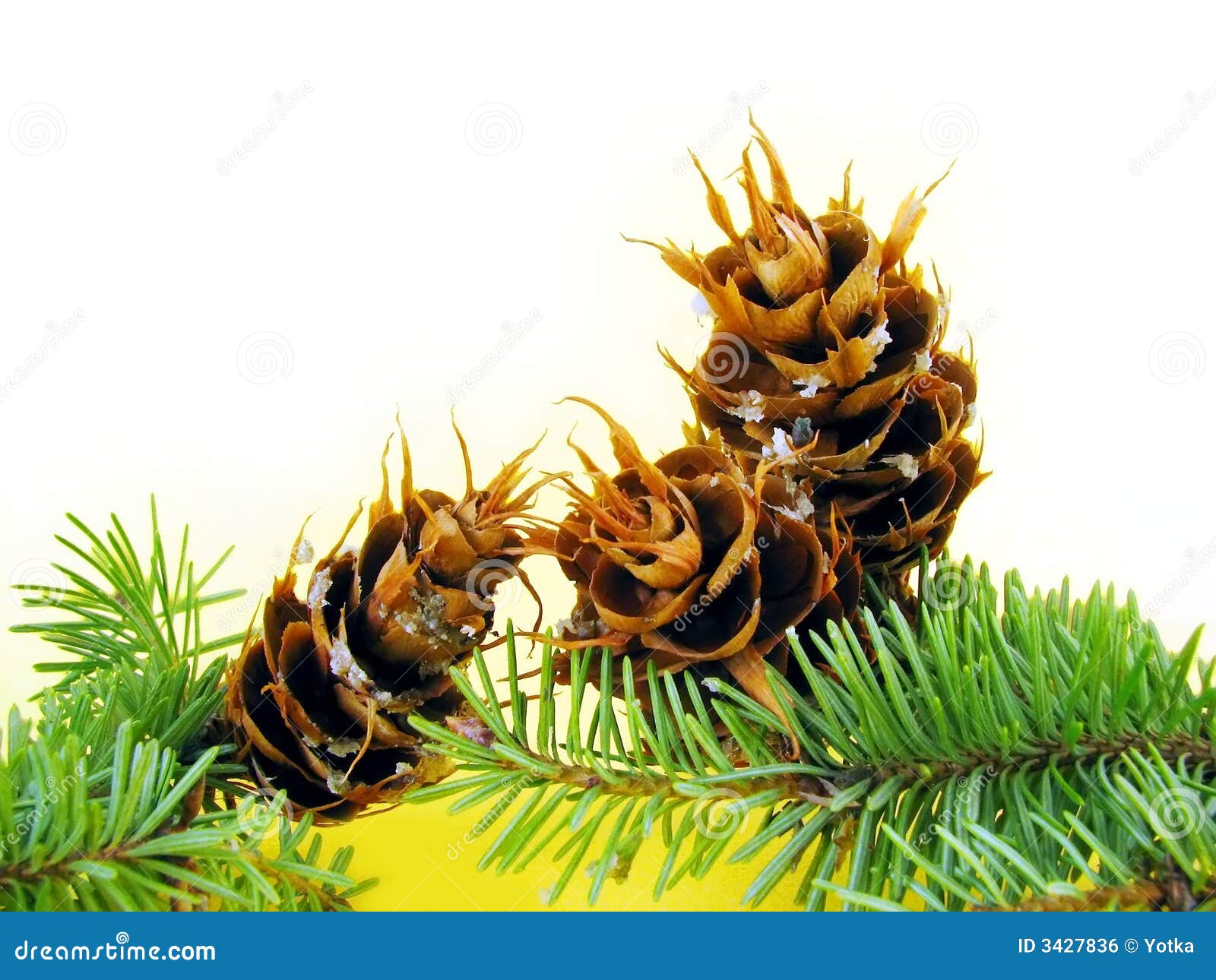 Spruces Twigs With Cones Picture. Image: 3427836