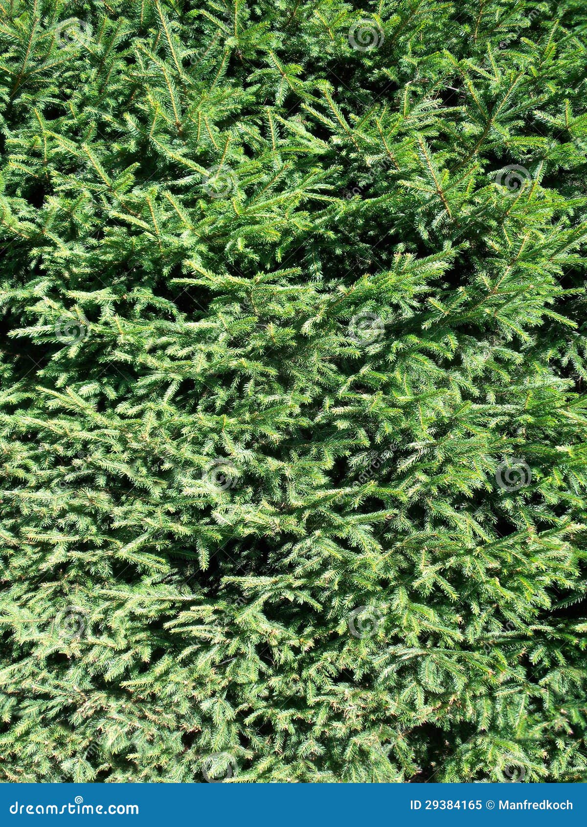 SpruceTexture03 stock image. Image of conifer, abies - 29384165