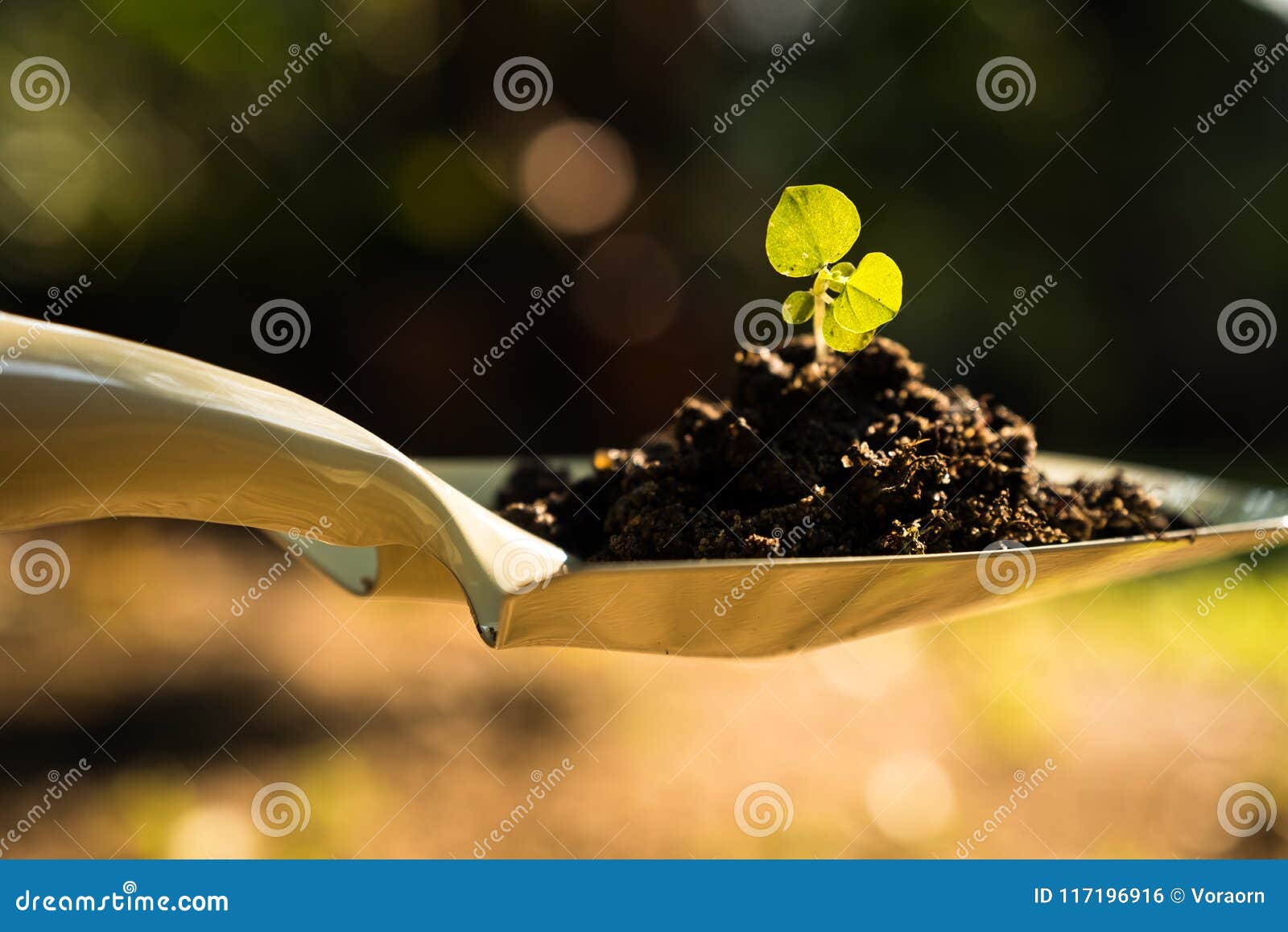 Spruit stock foto. Image of leven, zaad, water, milieu - 117196916