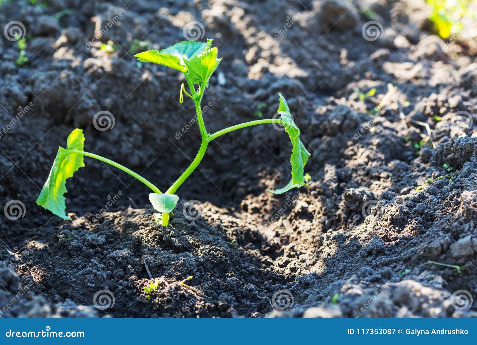 Spruit stock afbeelding. Image of zaailing, begin, klein - 117353087