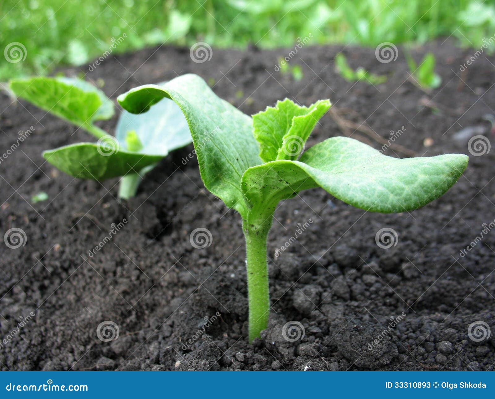 Spruit stock afbeelding. Image of breekbaarheid, vuil - 33310893