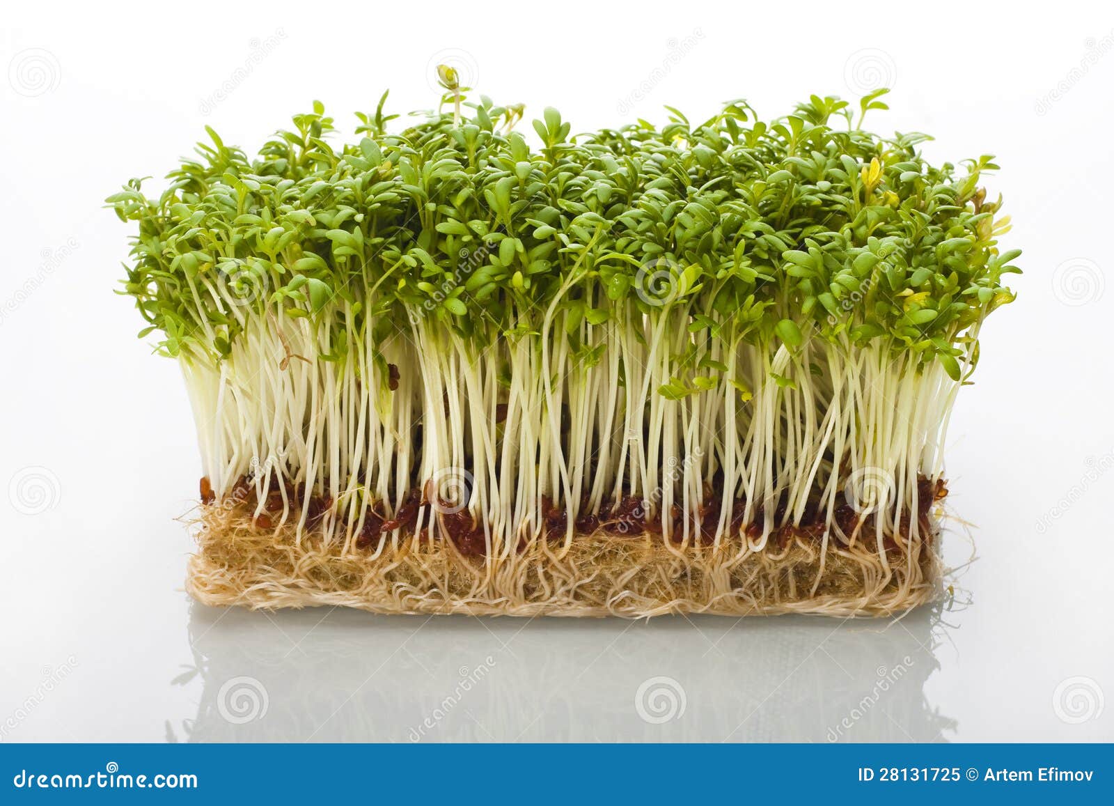 Spruiten van tuinkers stock afbeelding. Image of zaad - 28131725