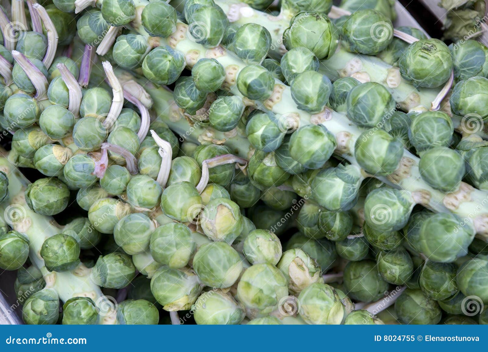 Spruitjes stock afbeelding. Image of spruit, kool, groen - 8024755