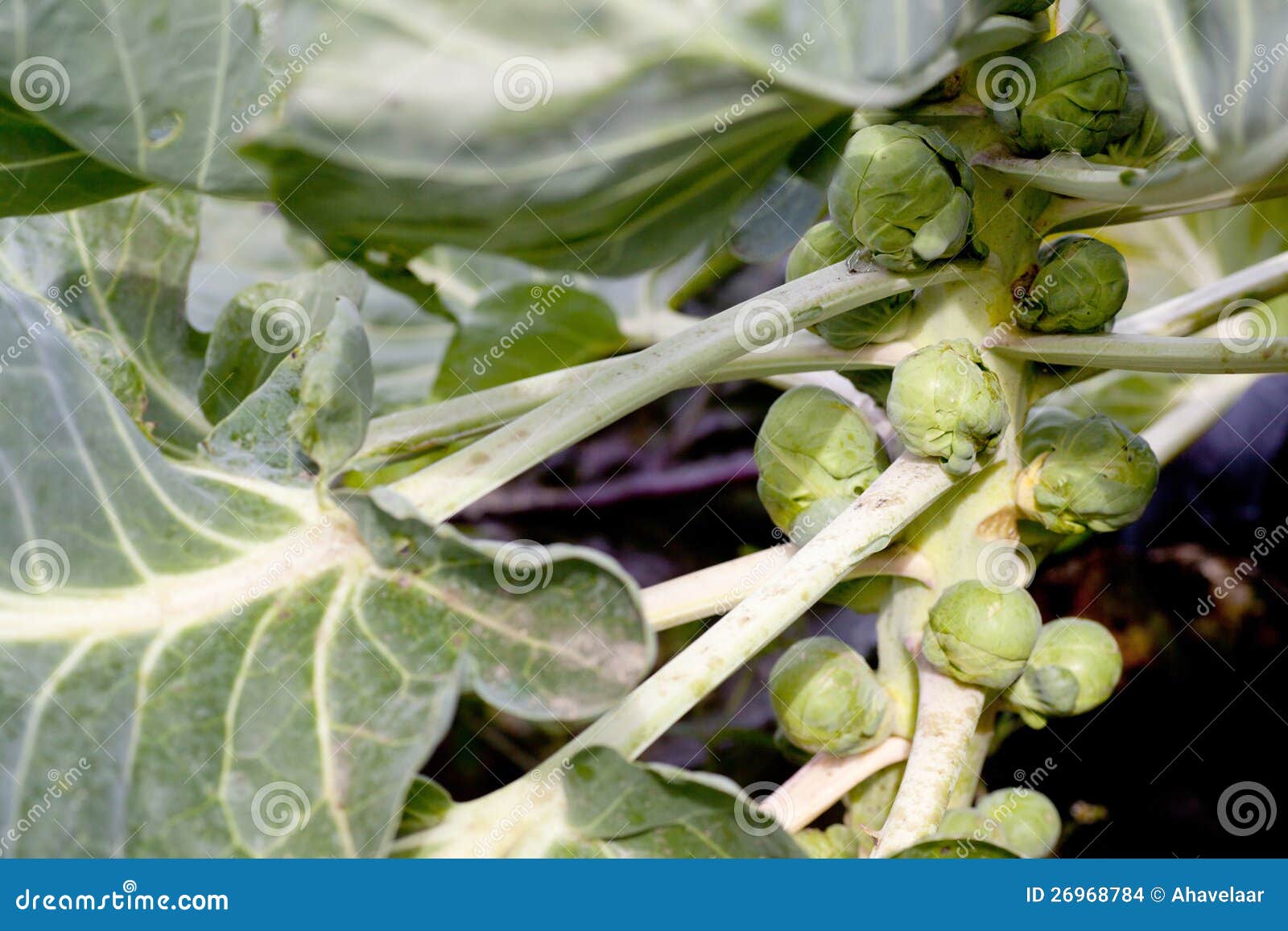 Spruitjes op installatie stock foto. Image of grond, gezond - 26968784