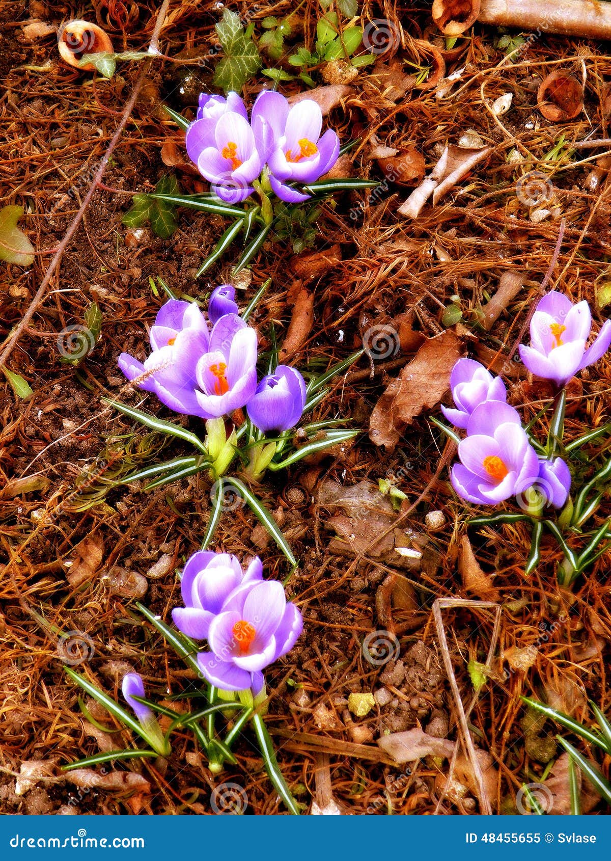 Sprung Spring Violets on the Edge of a Forest 9 Stock Image - Image of ...