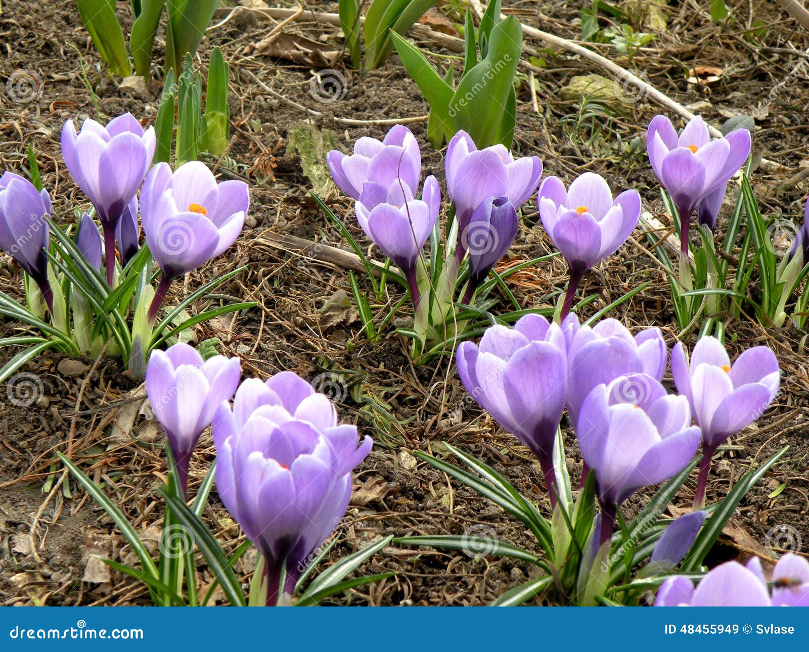 Sprung Spring Violets on the Edge of a Forest Stock Image - Image of ...
