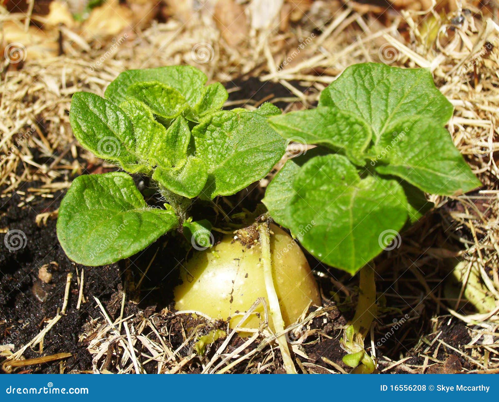 Spud Baby stock photo. Image of closeup, organic, farming - 16556208