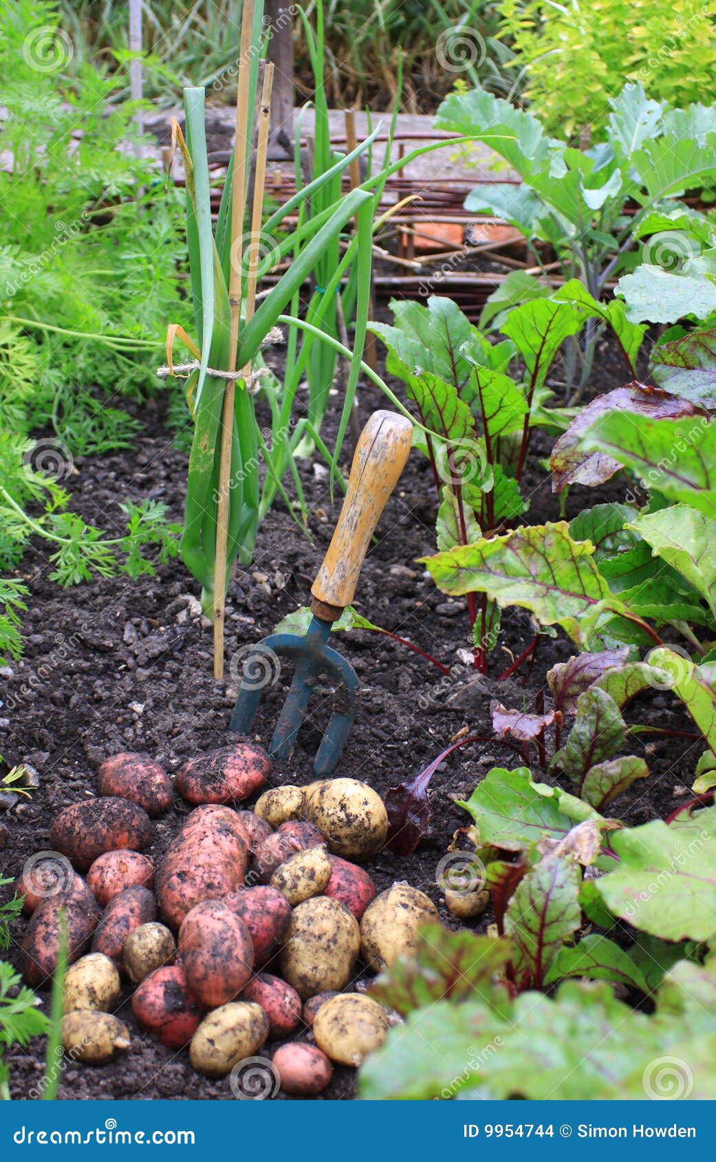 Spuds stock photo. Image of gardening, grow, vegetable - 9954744