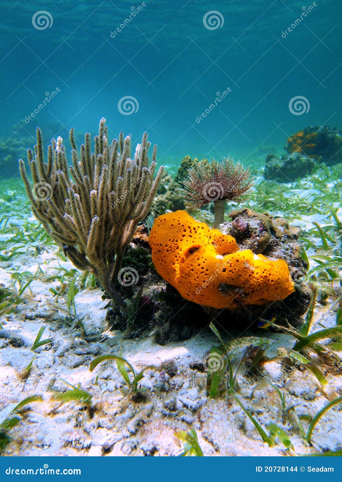 Spugna E Corallo Arancioni Del Mare Fotografia Stock - Immagine di ...