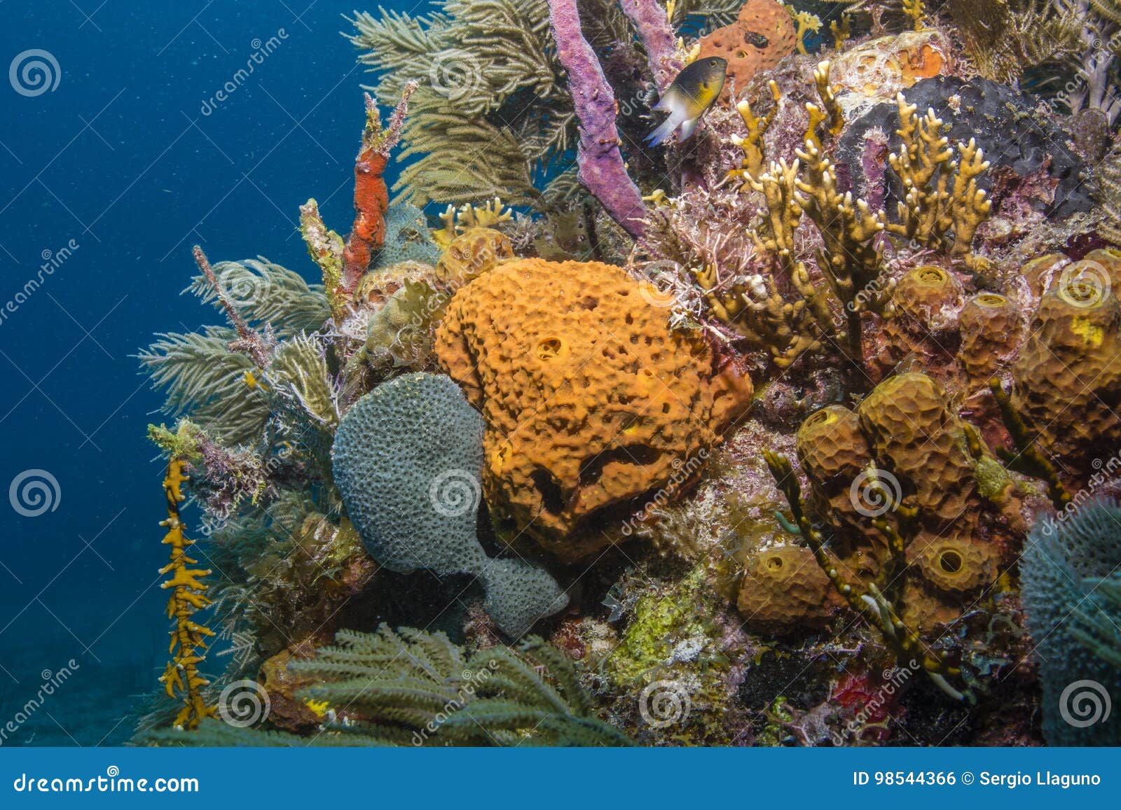 Spugne del mare fotografia stock. Immagine di john, spugne - 98544366