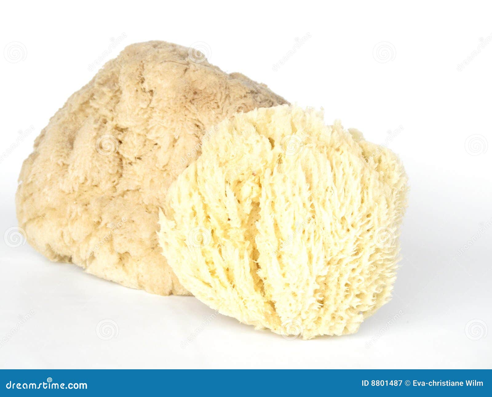 Spugne naturali immagine stock. Immagine di accessori - 8801487