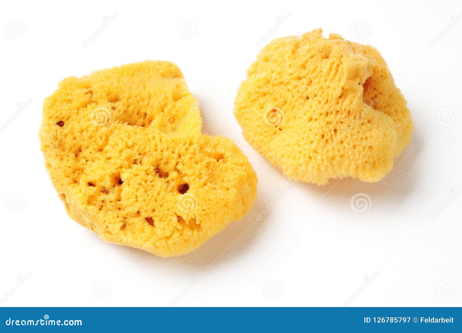 Spugne Naturali Del Mare Isolate Sopra Bianco Immagine Stock - Immagine ...