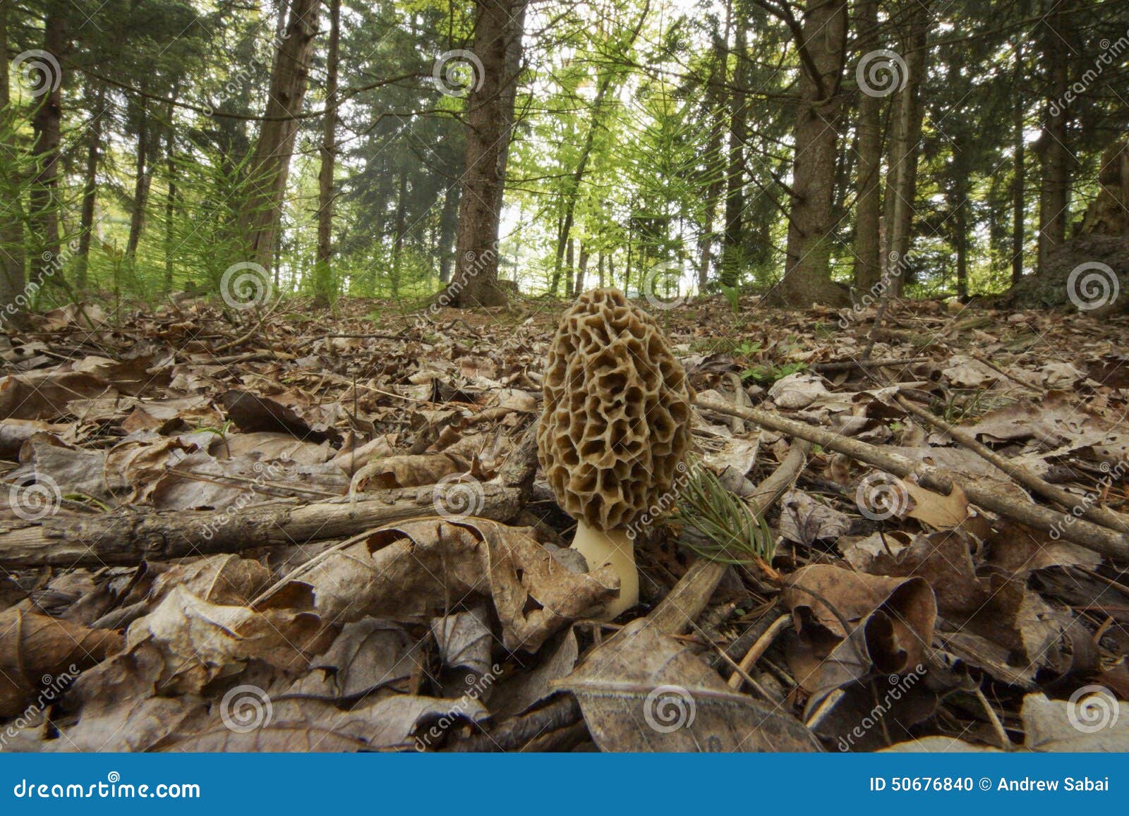 Spugnola comune Musroom fotografia stock. Immagine di foresta - 50676840