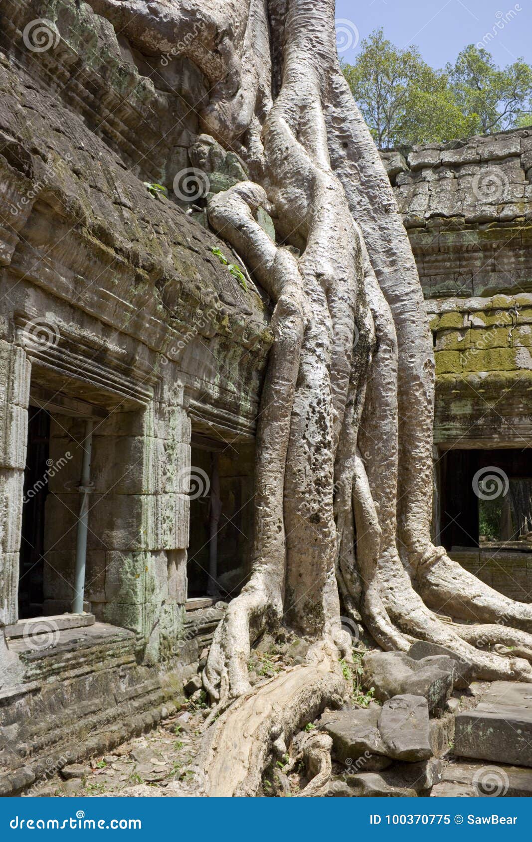 Spung Tree At Preah Khan Temple Royalty-Free Stock Photo ...