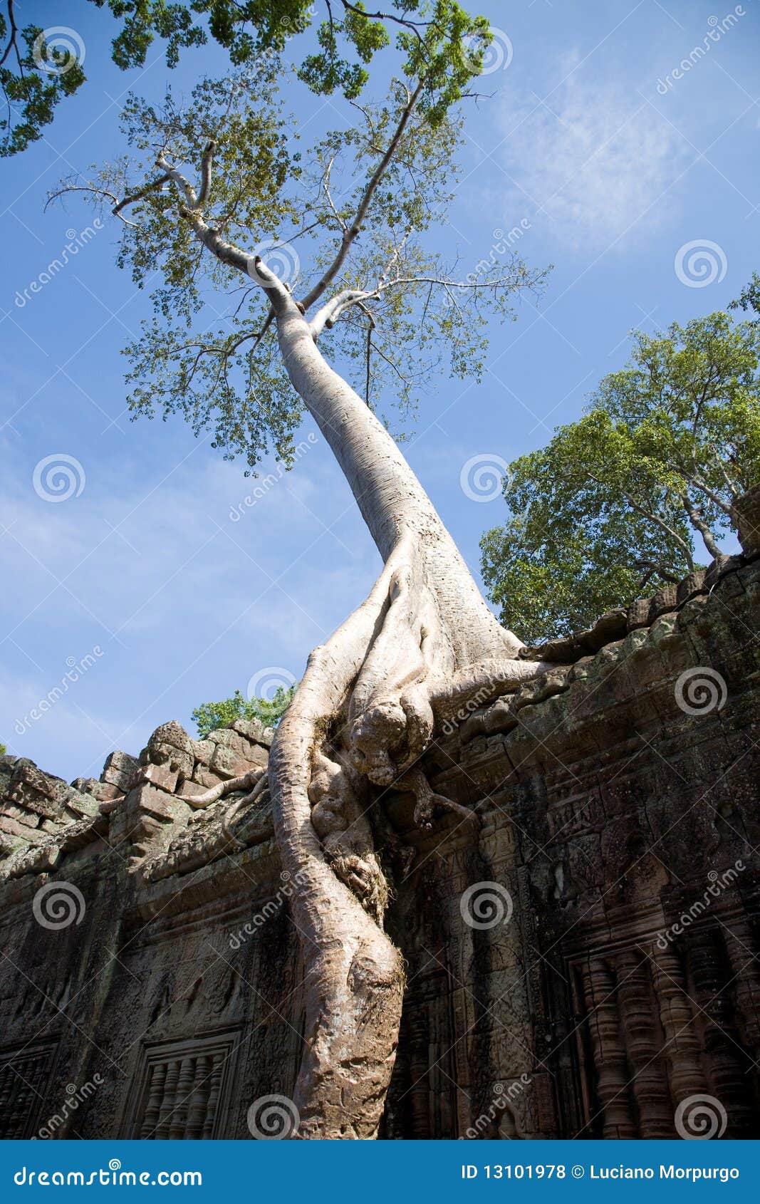Spung Tree at Preah Khan Temple, Angkor Stock Photo - Image of buddhism ...