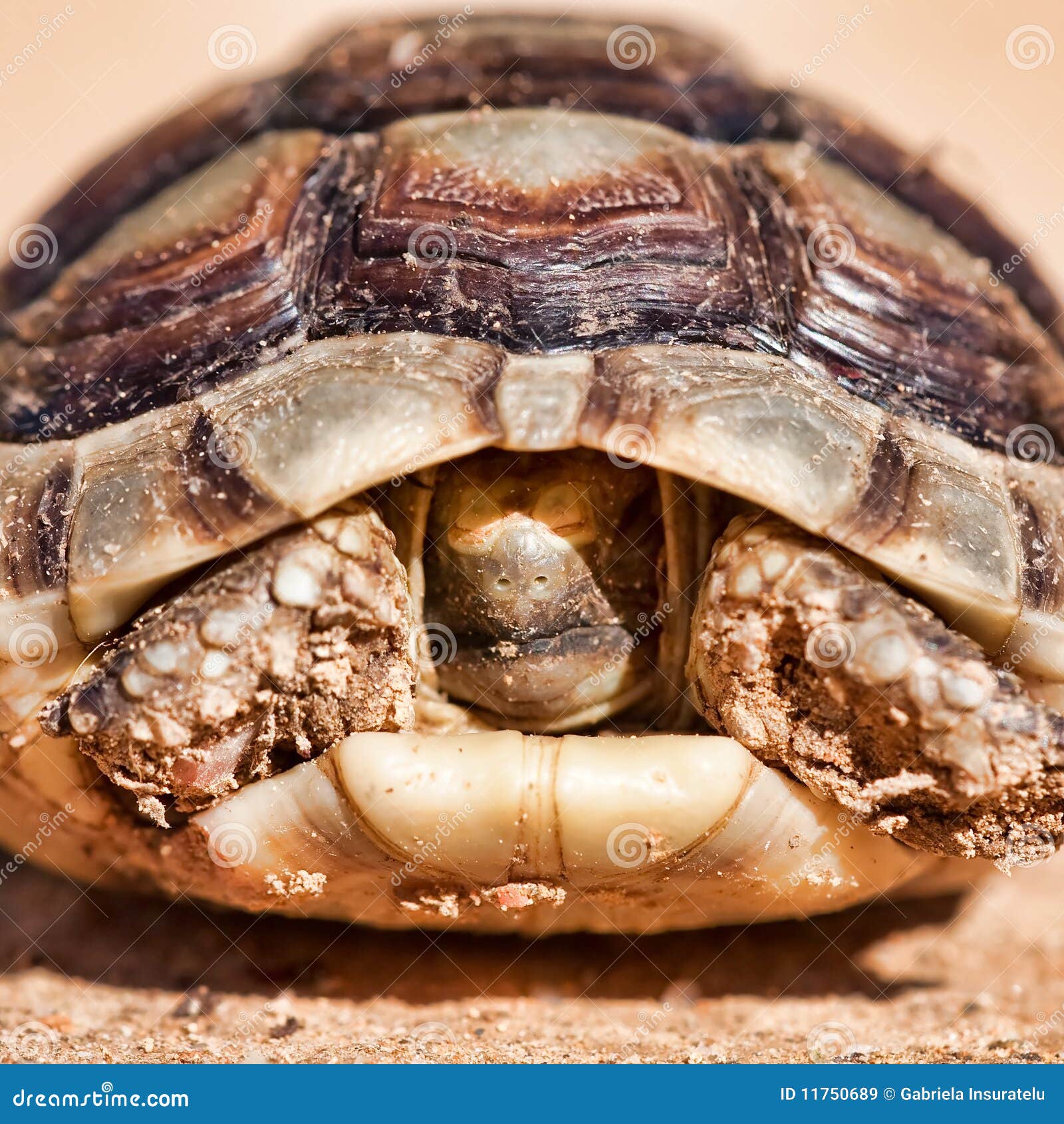 The Spur-thighed Tortoise Or Greek Tortoise Testudo Graeca In Natural ...