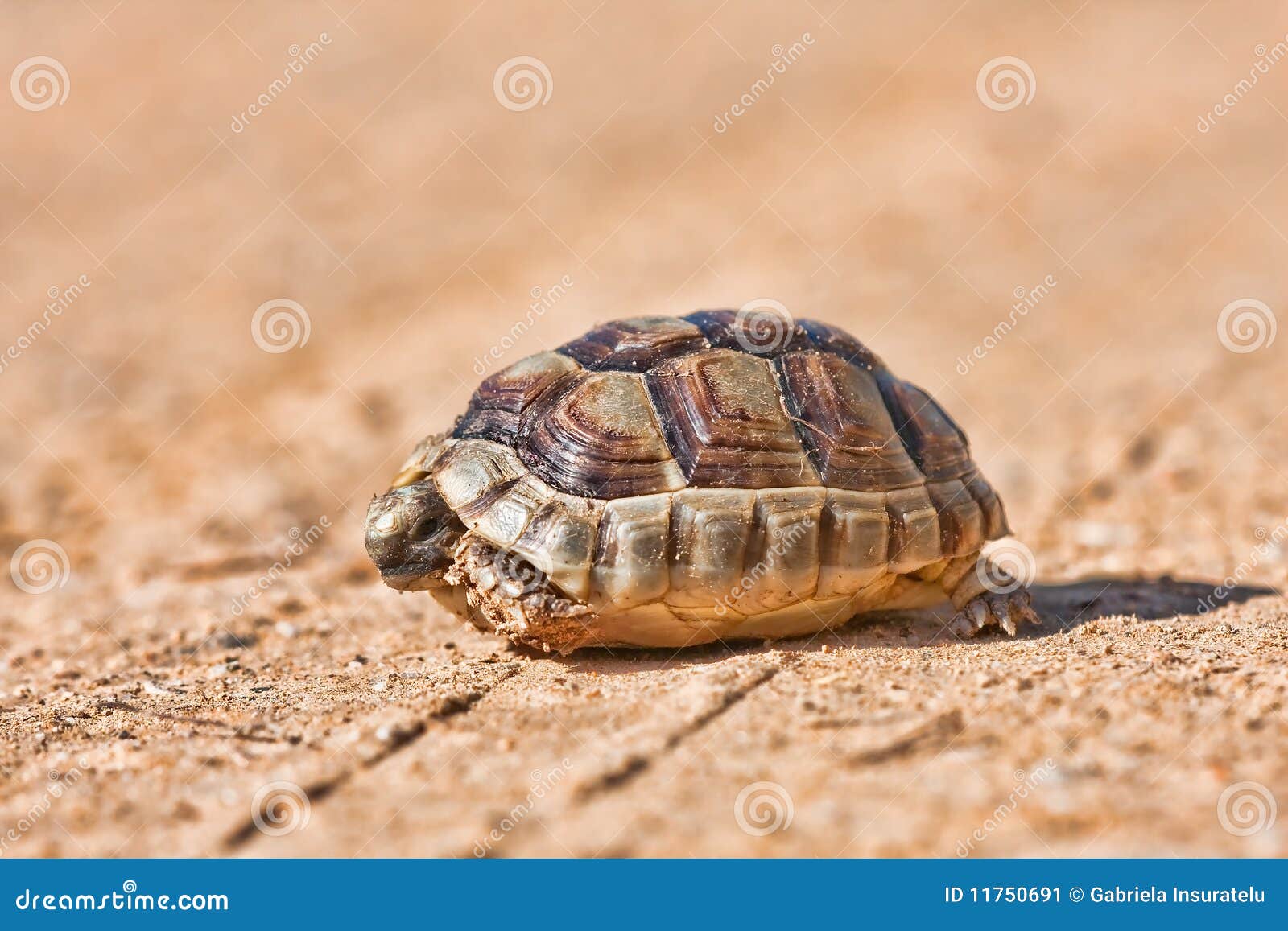 Spur-thighed Tortoise stock image. Image of tortoise - 11750691