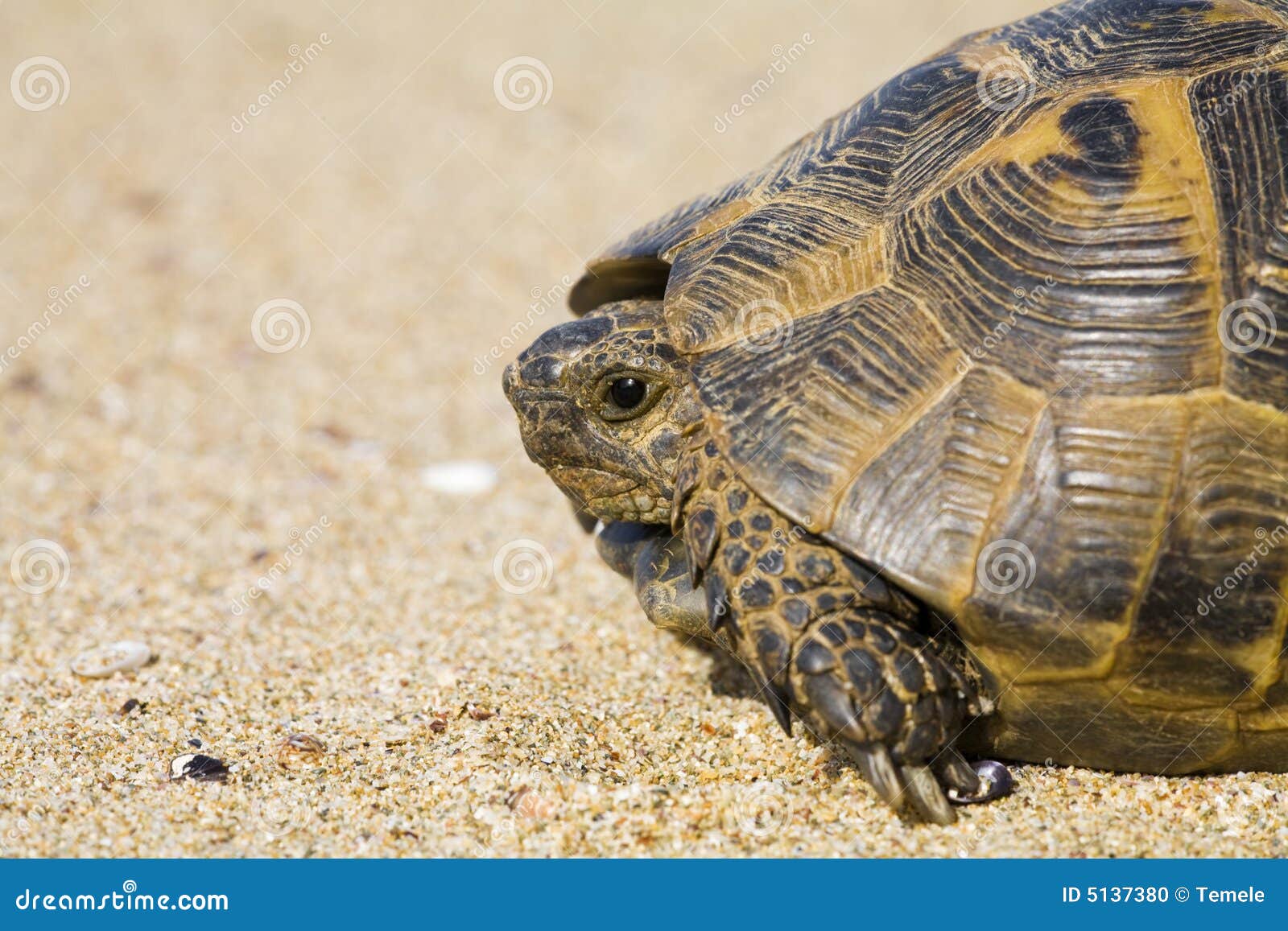 Spur-thighed tortoise stock photo. Image of wildlife, reptile - 5137380