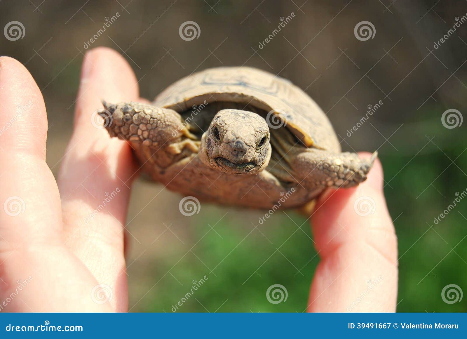Spur-thighed tortoise stock image. Image of slow, animal - 39491667