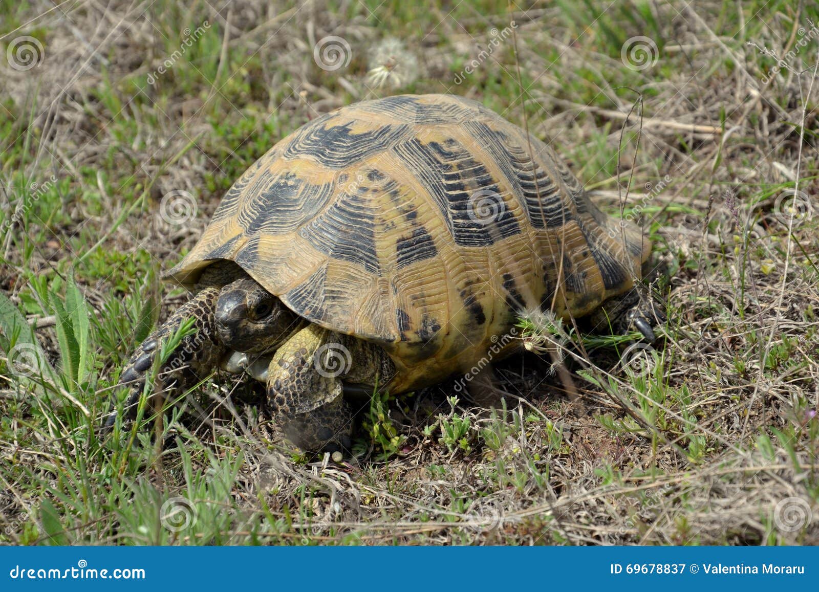 Spur-thighed tortoise stock image. Image of species, adult - 69678837