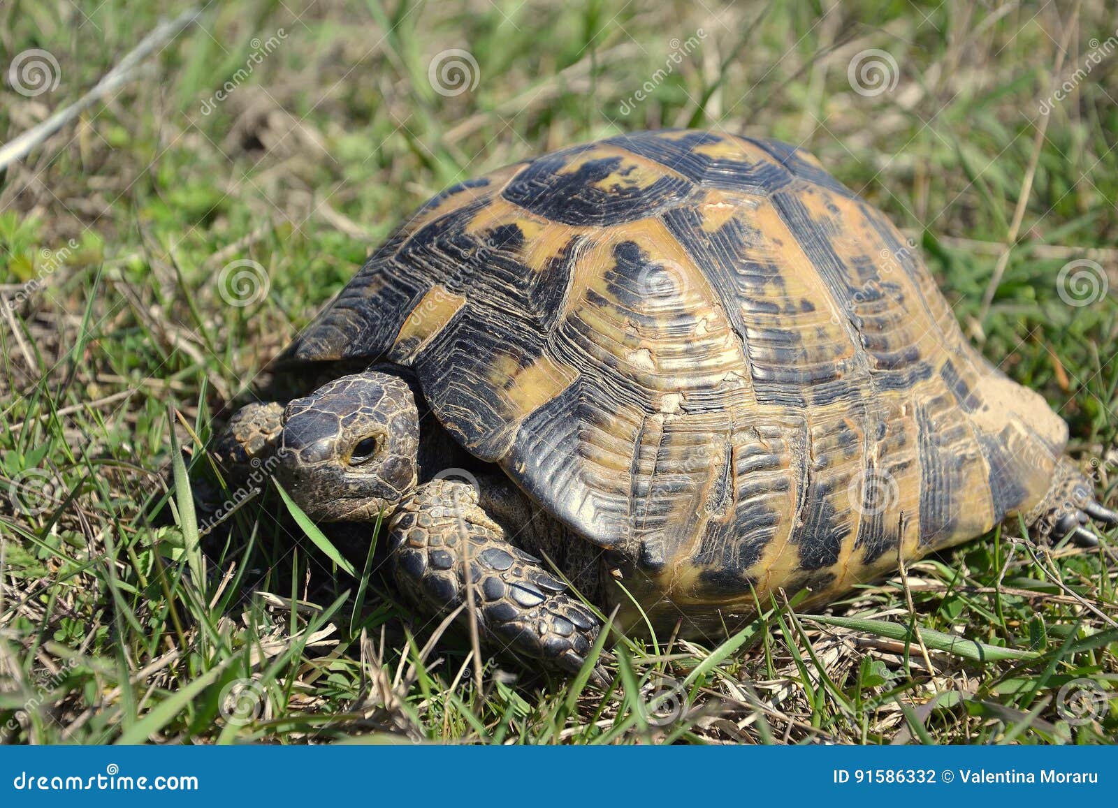 Spur-thighed tortoise stock photo. Image of adult, shell - 91586332
