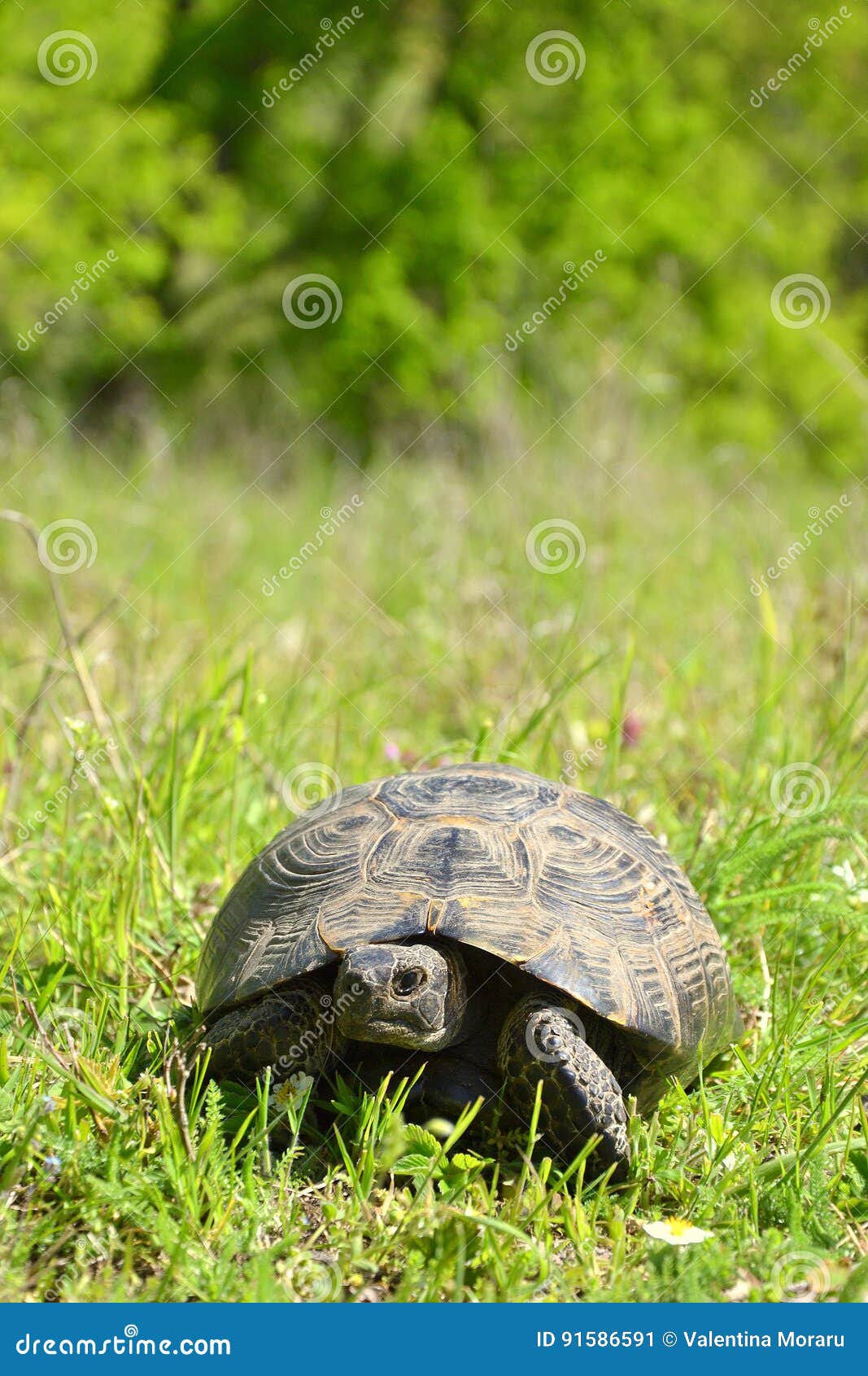 Spur-thighed tortoise stock image. Image of fauna, dobrogea - 91586591