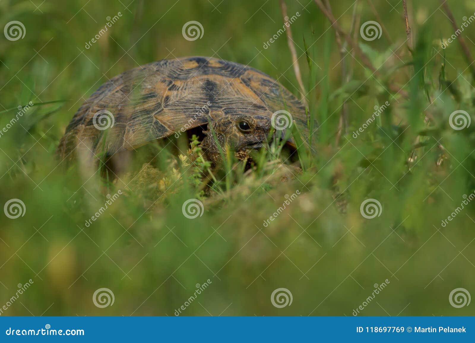 Spur-thighed Tortoise - Testudo Graeca in Romania Stock Image - Image ...