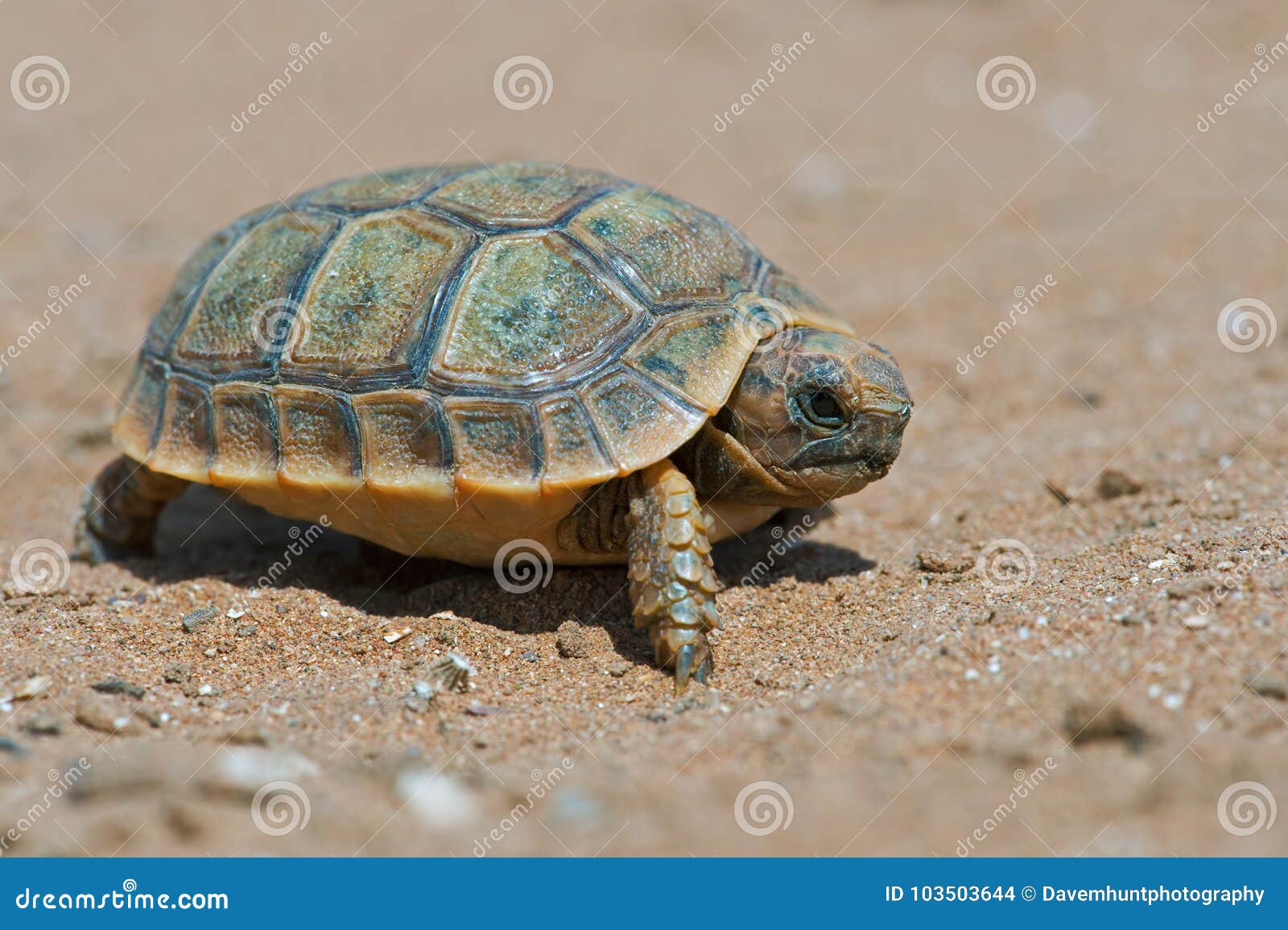 Moroccan Tortoise Royalty-Free Stock Image | CartoonDealer.com #72728356